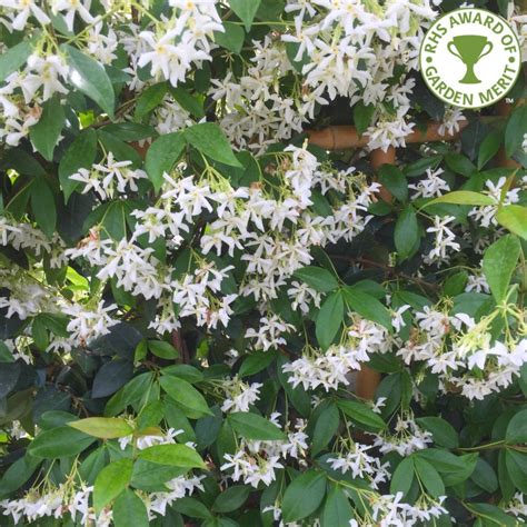 Star Jasmine Evergreen Climbing Jasmine Plants Ornamental Trees