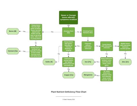 How To Identify Nutrient Deficiencies In Plants Nates Nursery