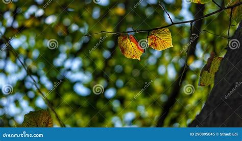 Rust Fungal Plant Pathogens Royalty Free Stock Photography CartoonDealer Com