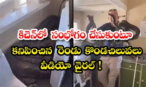 కిచెన్‌లో సంభోగం చేసుకుంటూ కనిపించిన రెండు కొండచిలువలు వీడియో వైరల్