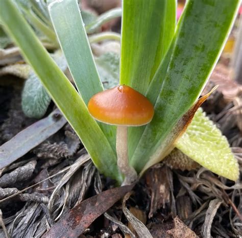 🌸 Kunjitha Padam Sharanam A Healing Mantra For The Body And Soul By