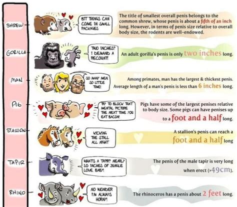 Penis Size Comparison Chart 3 Pics