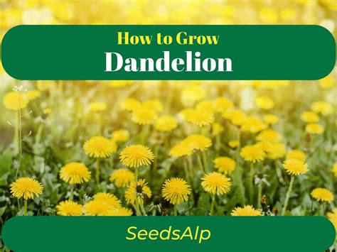 How To Grow Dandelion Seeds Easy Steps For 100 Success