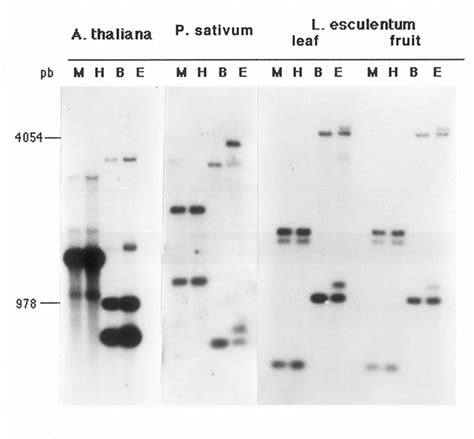 Southern Blot Analysis Of Methylation Of RbcL Gene In Different Plant