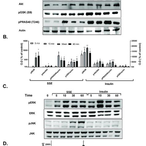 Sse Phosphorylates Components Of The Pi3k Akt And Mapk Pathway In