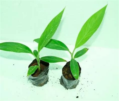 Natural Nendran Banana Tissue Culture Plants At ₹ 20piece In Hosur