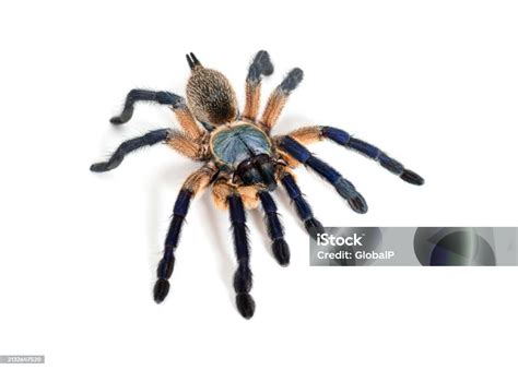 Top View Of A Peacock Tarantula Poecilotheria Metallica Isolated On