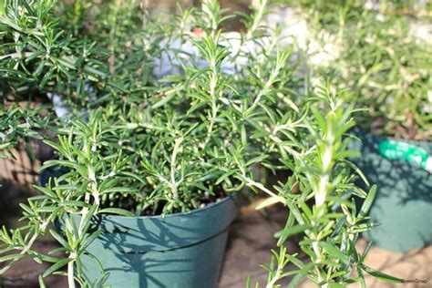 ローズマリーの挿し木での増やし方はじめてでも失敗しないコツは HORTI ホルティ by GreenSnap