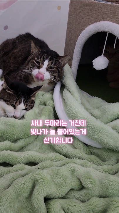 고양이 텐트를 사주었더니 성격도 변한 고양이들 Shorts Youtube