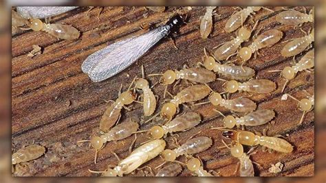 What Does A Drywood Termite Look Like A Complete Guide