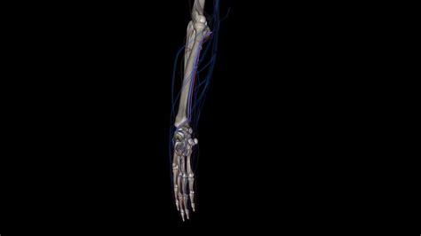 Premium Photo The Radial Veins Originate In The Dorsum Of The Hand