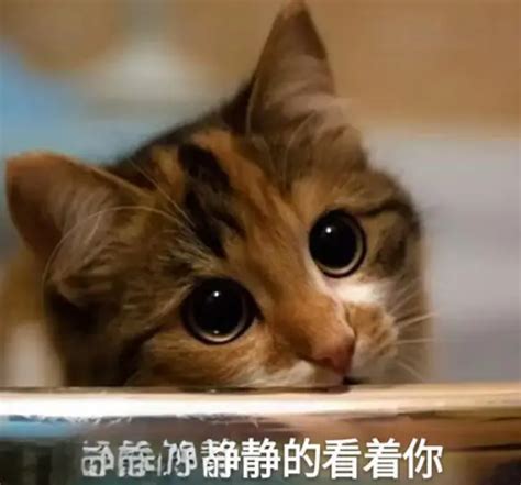 猫咪盯着你看，是因为你漂亮？猫：不是这样的 喵百科