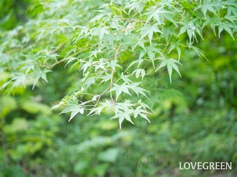 モミジ紅葉とカエデ楓の違い種類や特徴 LOVEGREEN ラブグリーン
