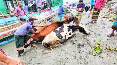 Very Popular Village Cattle Market । Cow Unloading From Youtube