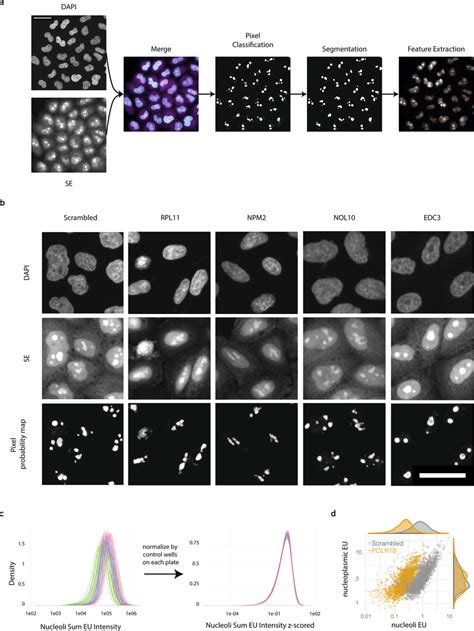 Nucleolus Segmentation A Dapi And Se Images Were Used Together To