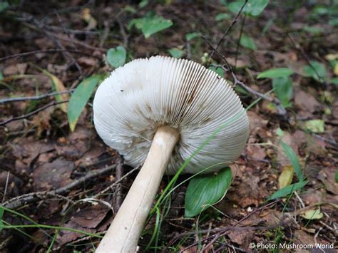 Amanita Vaginata Mushroom World