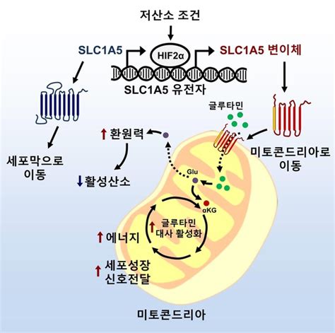 신비의 미토콘드리아 암세포와의 관계 점점 밝혀져
