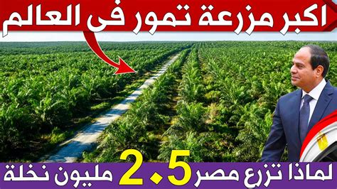 لماذا تنشئ مصر اكبر مزرعة نخيل فى العالم على مساحة 40 الف فدان وكيف