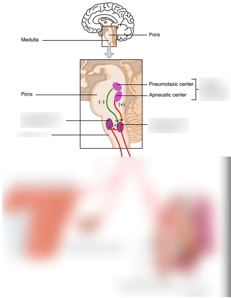 Lab Practical Respiratory System Part Diagram Quizlet