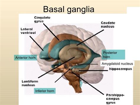 25 bästa Basal ganglia anatomy idéerna på Pinterest Limbiska