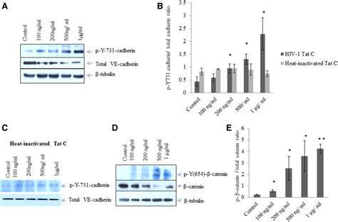 Hiv 1 Tat C Mediated Phosphorylation Of Adherens Junction Proteins
