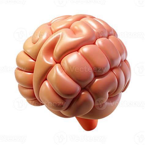 3d Brain Model Anatomy Illustration 54718772 Png