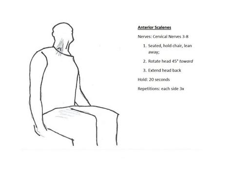 Anterior Scalene Lakeland Chiropractic