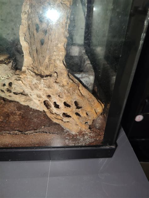 Help Advice R Ballpython