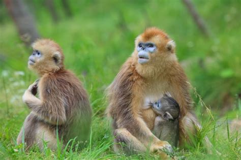 How Chinas Shennongjia National Park Has Become A Conservation Success