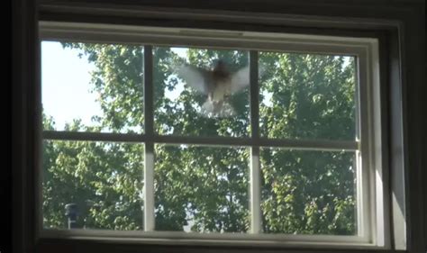 How To Stop Cardinals From Attacking Windows Homeprofy