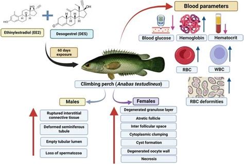 Contraceptive Pill Sourced Synthetic Estrogen And Progestogen In Water