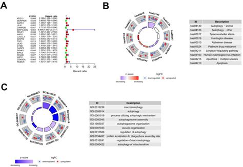 Expression Profile And Prognostic Value Of Args A Risk Ratio Forest