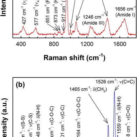 Typical Raman Spectrum Of A Healthy Human Bone And B S Aureus