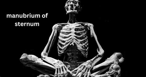 Manubrium Of Sternum Free Medical Notes01free For All