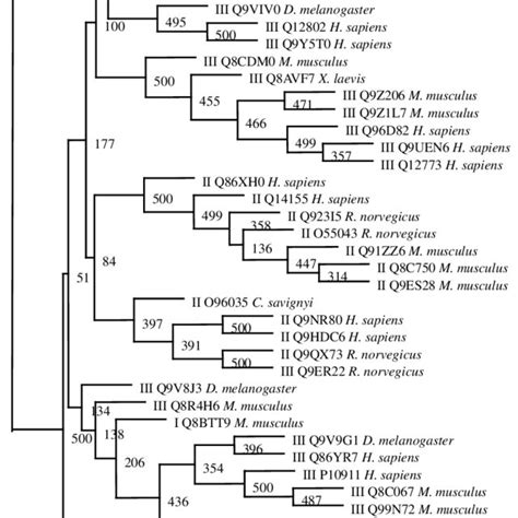 Proteins In Four Groups Of Domain Architectures Download Table