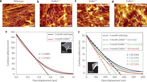 Surface Imaging And Indentation Tests For Articular Cartilage Of Download Scientific Diagram