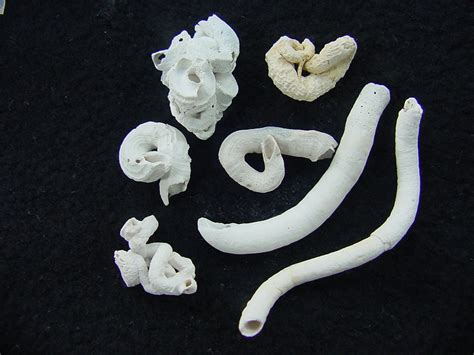 Large Fossil Worms Southern Arrow Fossil Shells From Southern Arrow