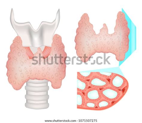 Structure Thyroid Gland Histological Structure Thryoid Stock Vector Royalty Free 1071507275