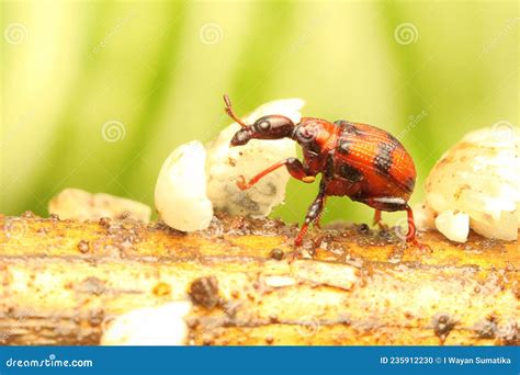 A Giraffe Weevil Is Looking For Food On A Fungus Growing On Rotting