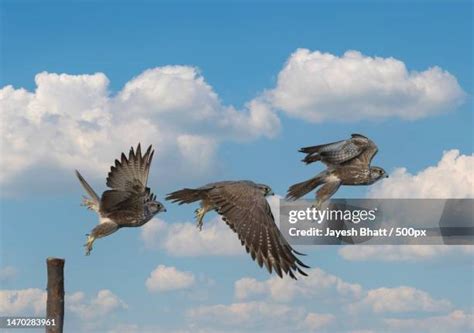 Chhapar Photos And Premium High Res Pictures Getty Images