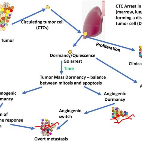 Overview Of The Process Of Dormancy Tumor Cells Extravasate From The