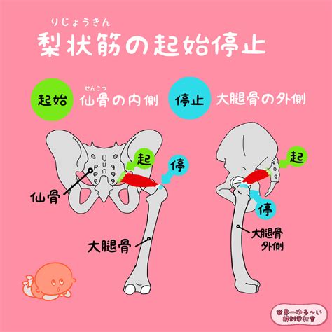 Anatomy Yogaリアル解剖学教室 梨状筋（りじょうきん）のまとめ