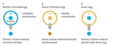 First Babies Conceived Using Dna From Three People Due To