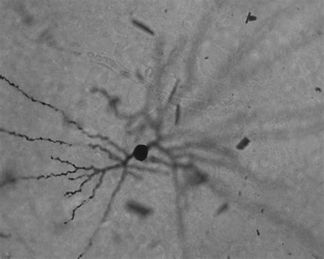 Imaging And Microscopy CD ROM 2