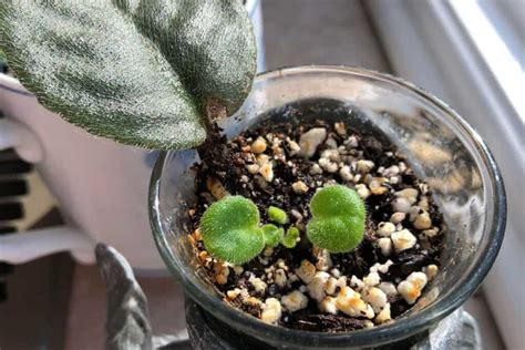 How To Propagate African Violets Easy Methods For Growing New Plants