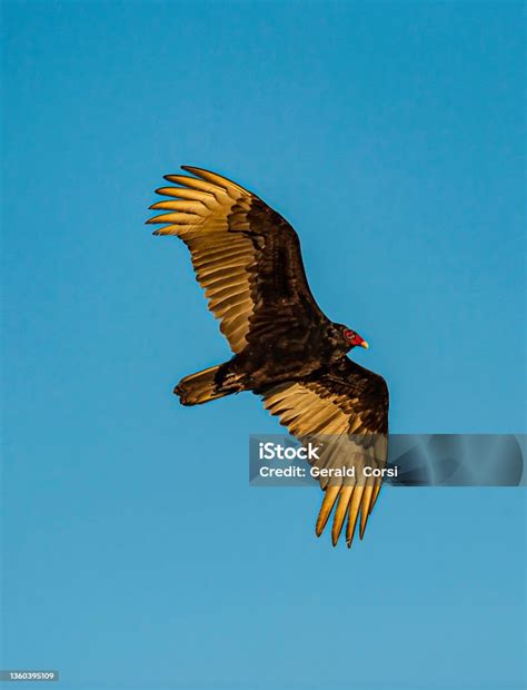 터키 독수리 비행 카트하트 아우라 오듀본 알라피아 은행 조류 보호구역 버드 아일랜드 힐스버러 베이 탬파베이 플로리다 칠면조수리에 대한 스톡 사진 및 기타 이미지 Istock