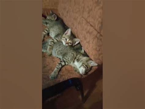 4 кота - YouTube