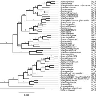 Phylogenetic Tree Inferred By Maximum Likelihood ML Method Based On