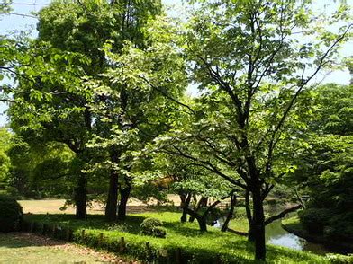 ハクウンボク白雲木の花が見頃です皇居外苑国民公園環境省