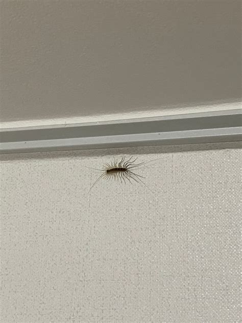 집에서 벌레 나왔는데요ㅠㅠ 지식in